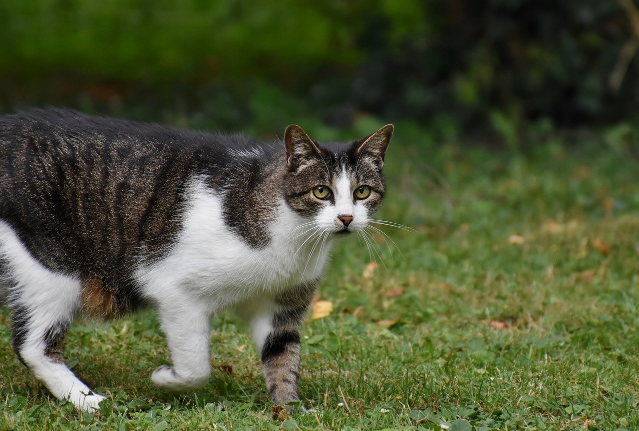 Understanding Why Lyme Disease is Rare in Cats - Harbor View Veterinary ... Understanding Why Lyme Disease is Rare in Cats - Harbor View Veterinary ...